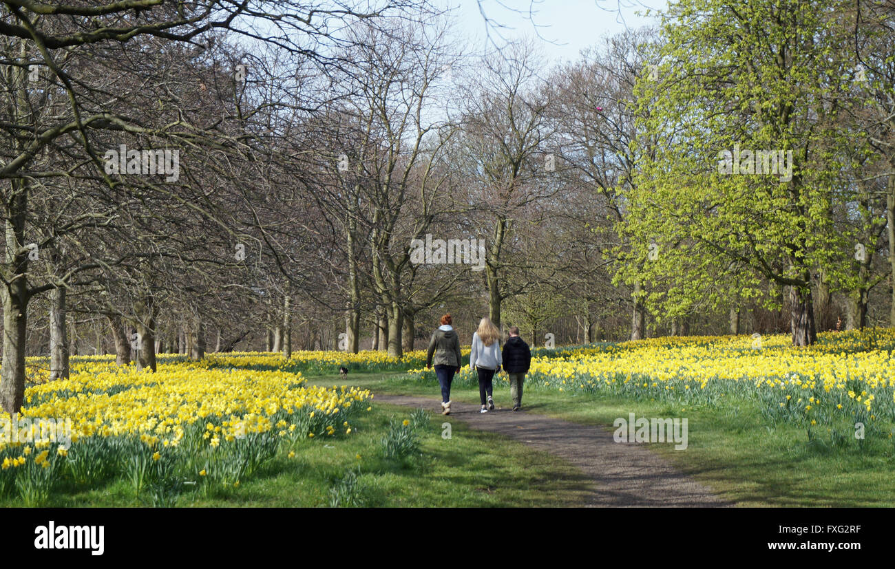 Daffodils in bloom at Sefton Park,Liverpool Stock Photo - Alamy
