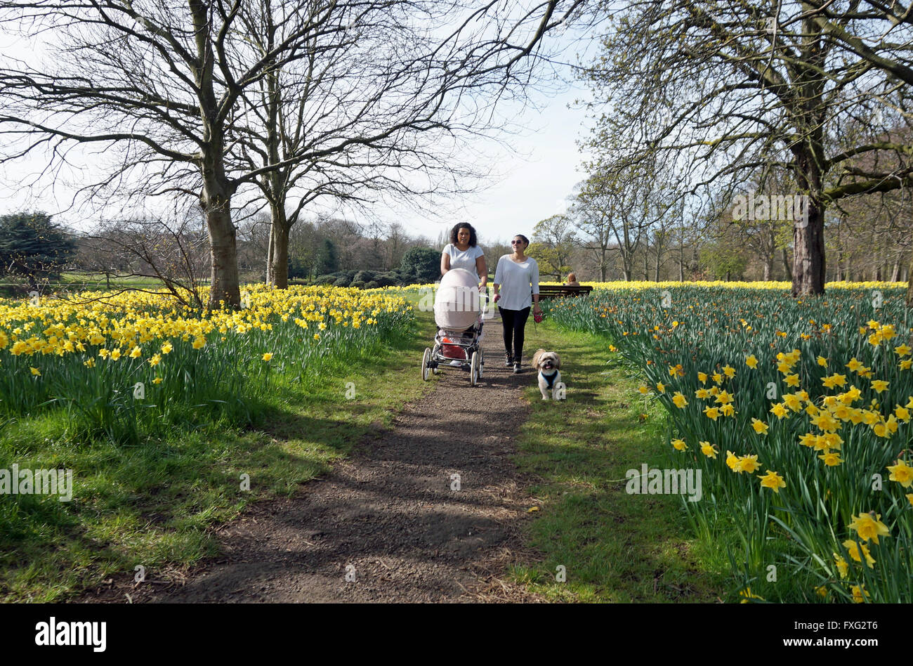 Daffodils in bloom at Sefton Park,Liverpool Stock Photo - Alamy