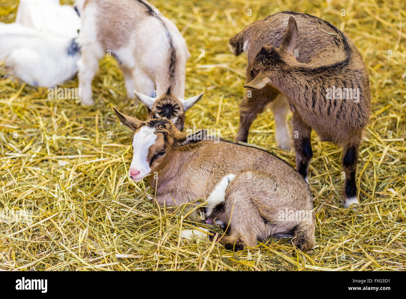Straw goats hi-res stock photography and images - Alamy