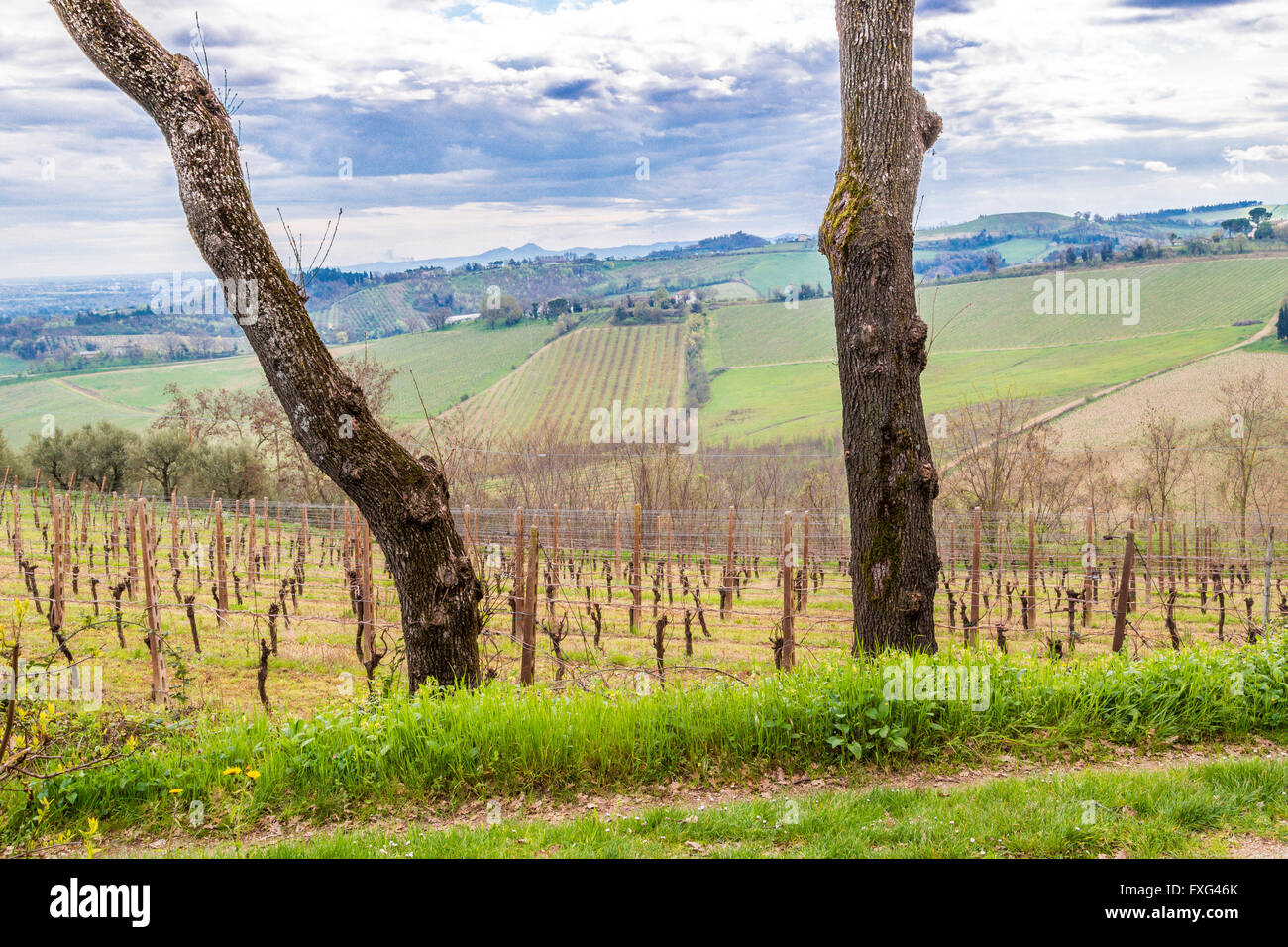 the trunks of two trees in front of leafless vineyards in rows in Italy ...