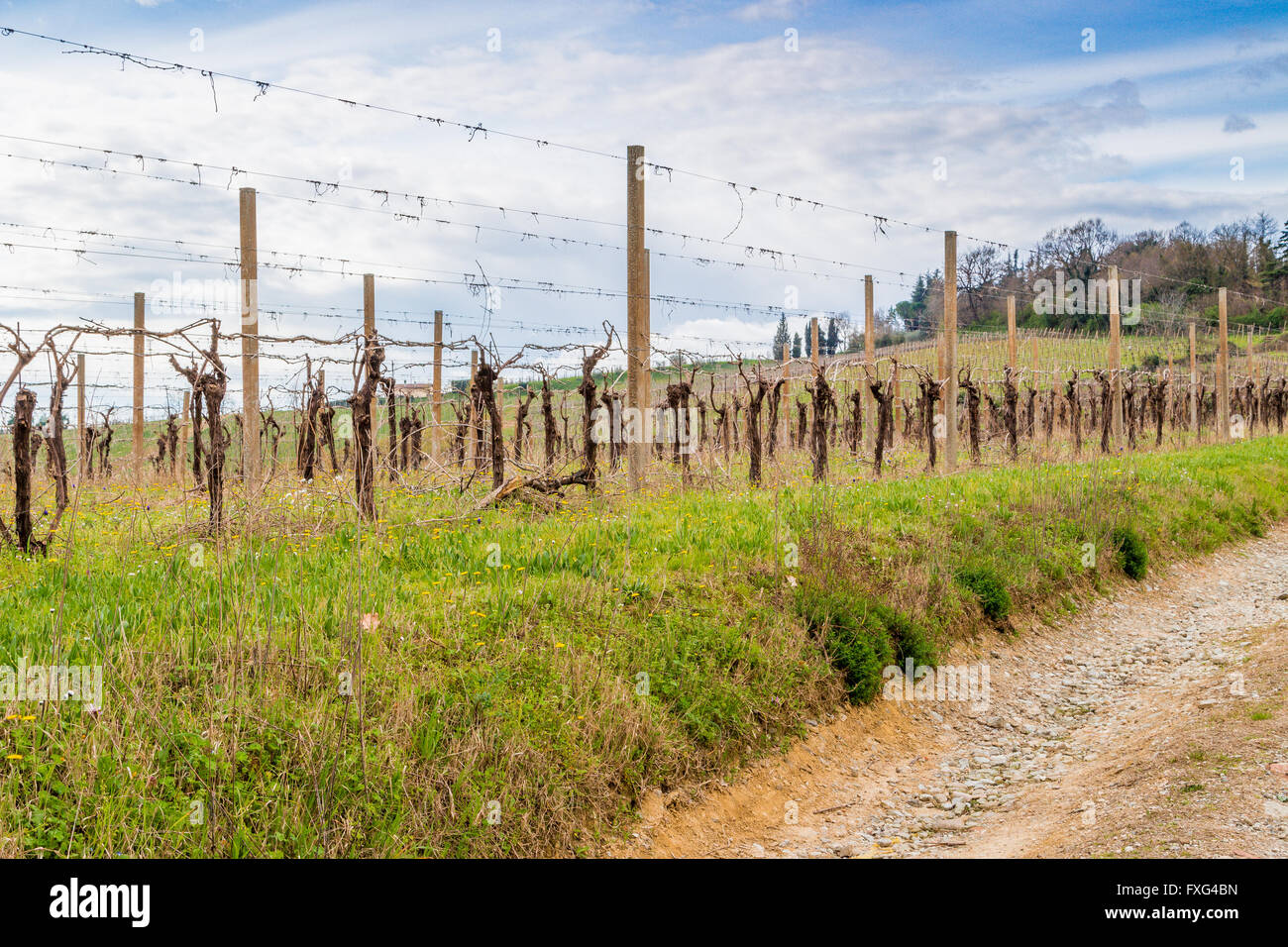 Leafless vineyards in rows that are directed toward the infinite ...
