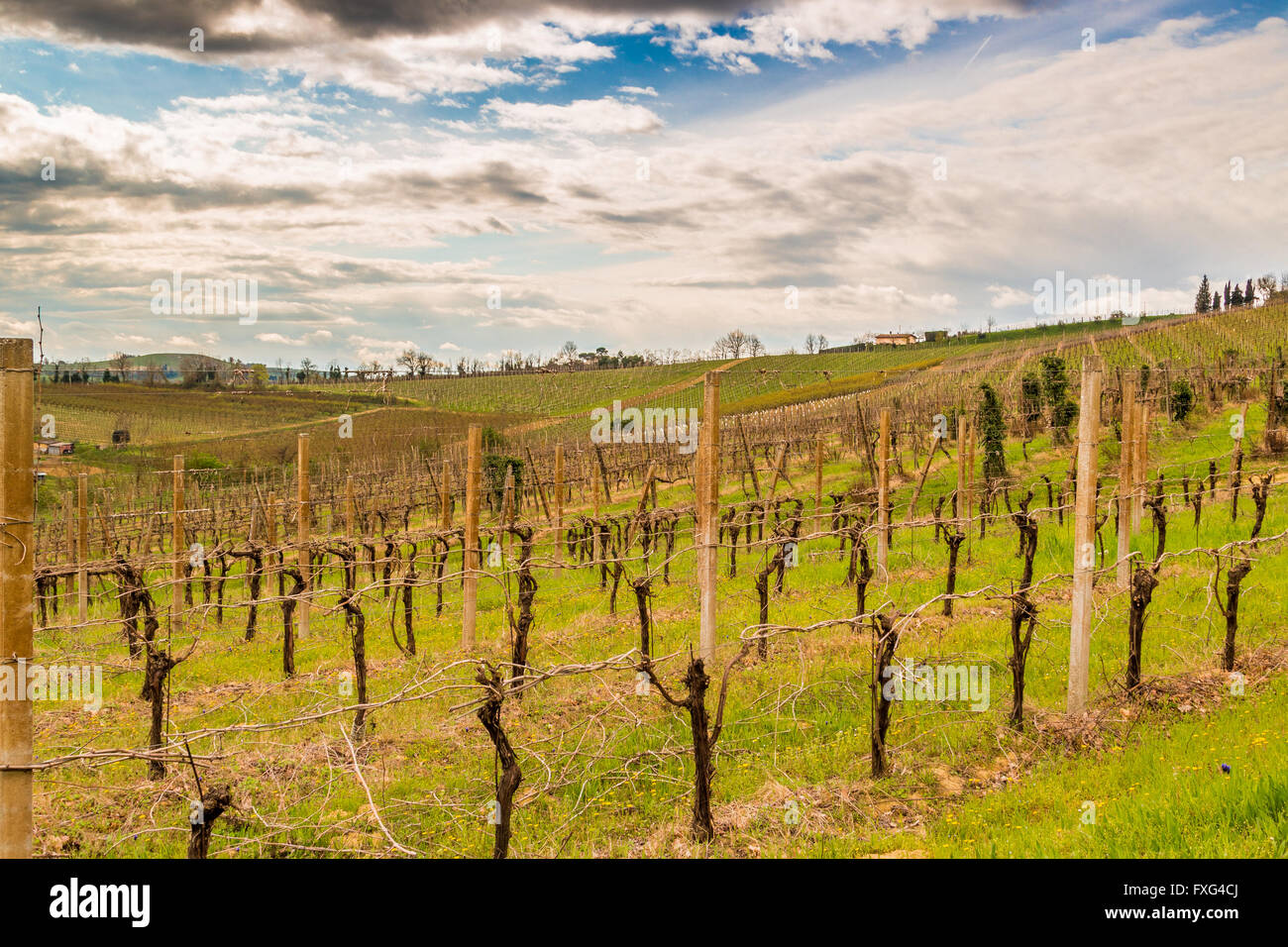Leafless vineyards in rows that are directed toward the infinite ...