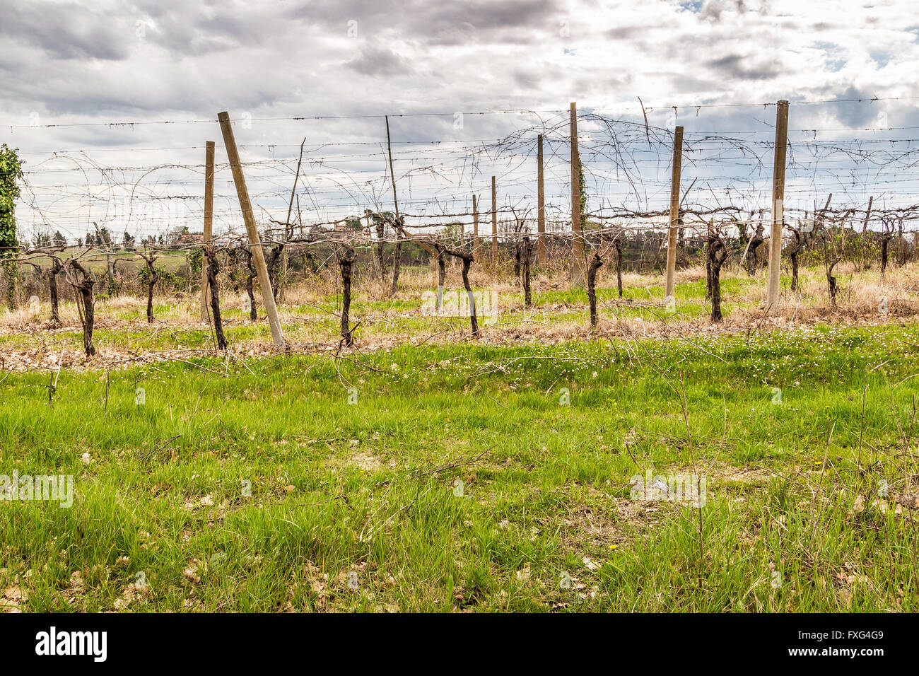 Leafless vineyards in rows that are directed toward the infinite ...