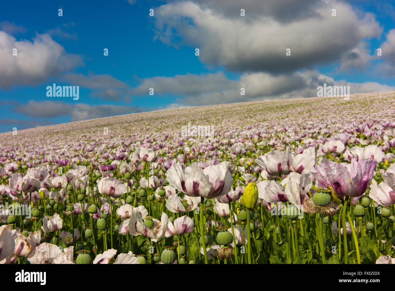 Tasmania produces about 50% of world's licit poppy straw, later refined ...