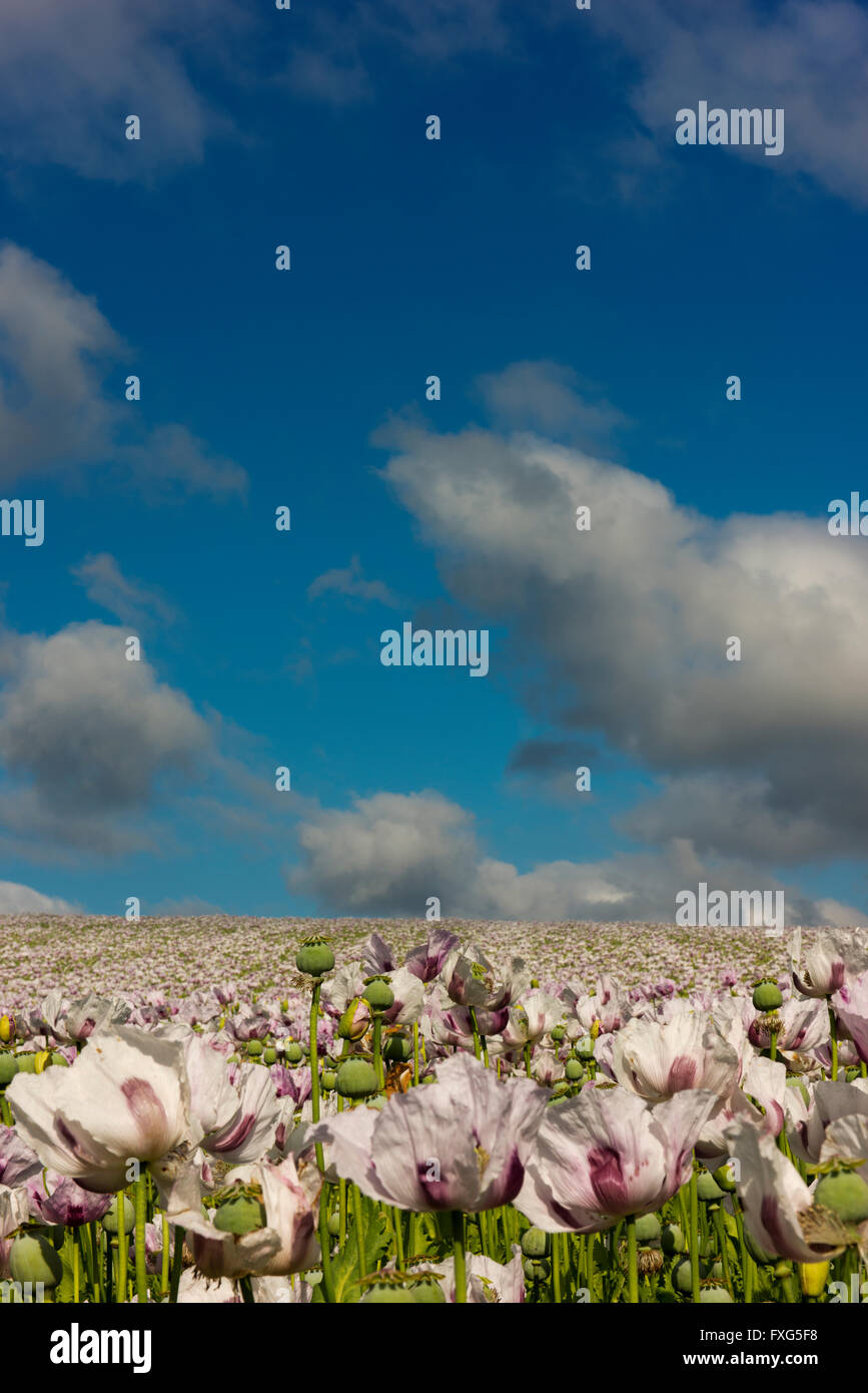 Tasmania produces about 50% of world's licit poppy straw, later refined ...