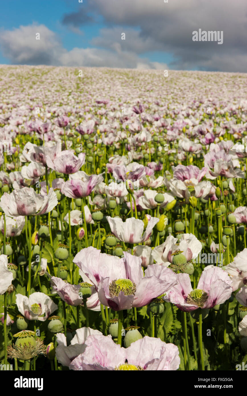 Poppy tasmania hi-res stock photography and images - Alamy