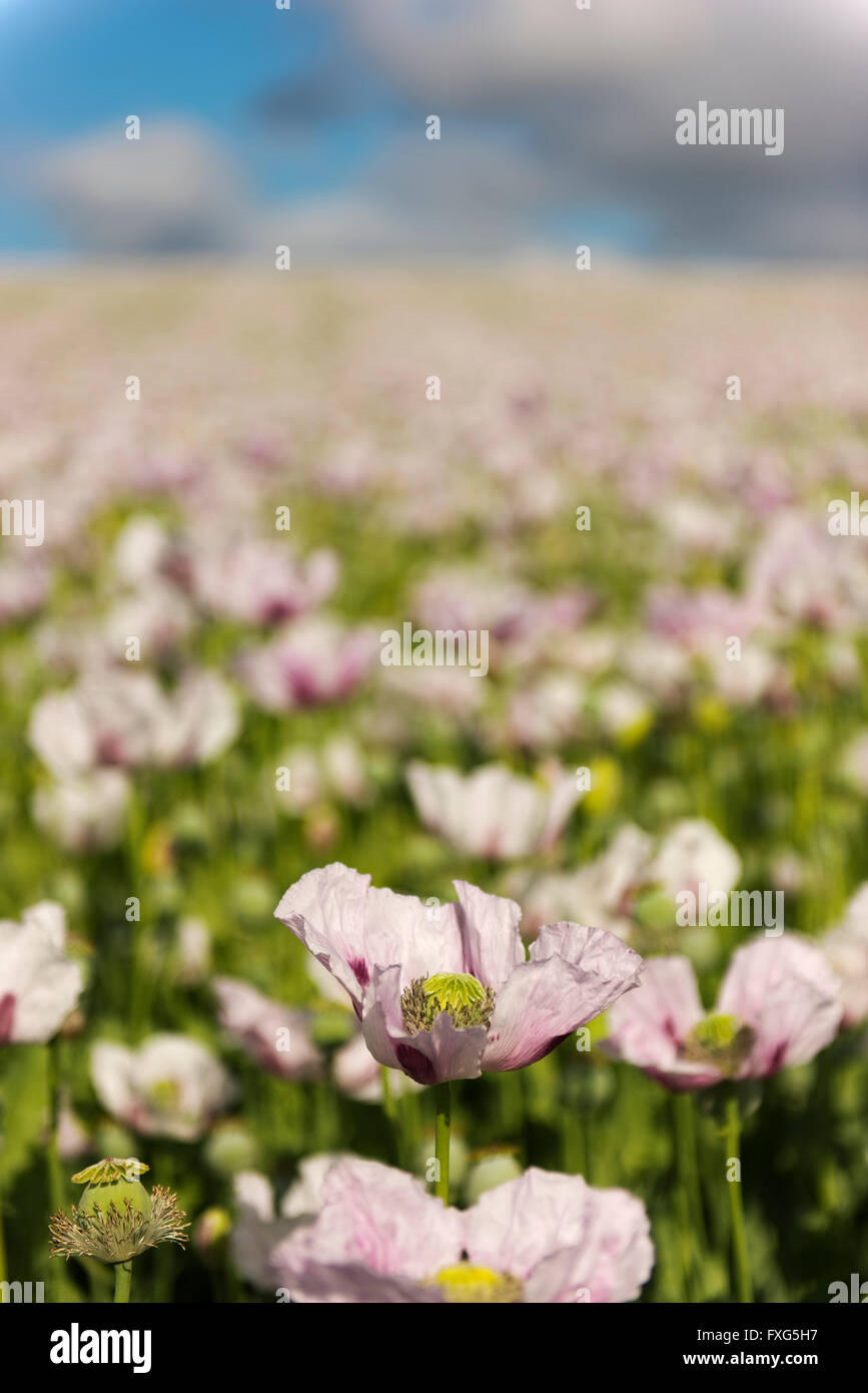 Tasmania produces about 50% of world's licit poppy straw, later refined ...