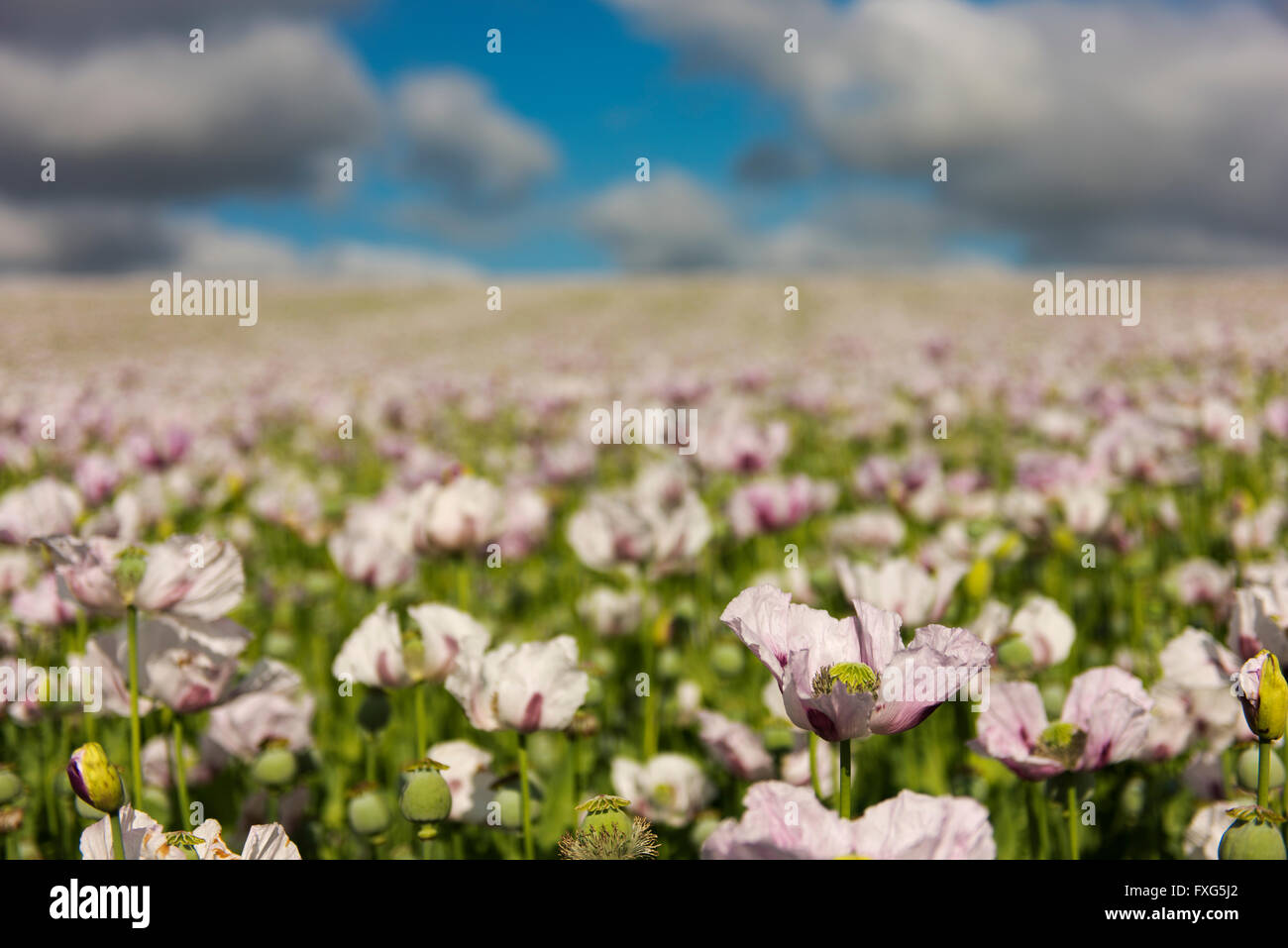 Opium straw hi-res stock photography and images - Alamy