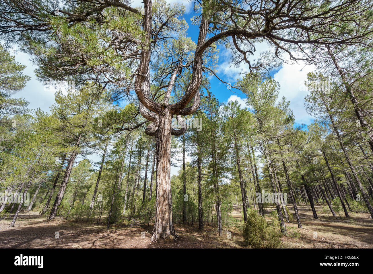 Candelabra shape pine tree Stock Photo - Alamy