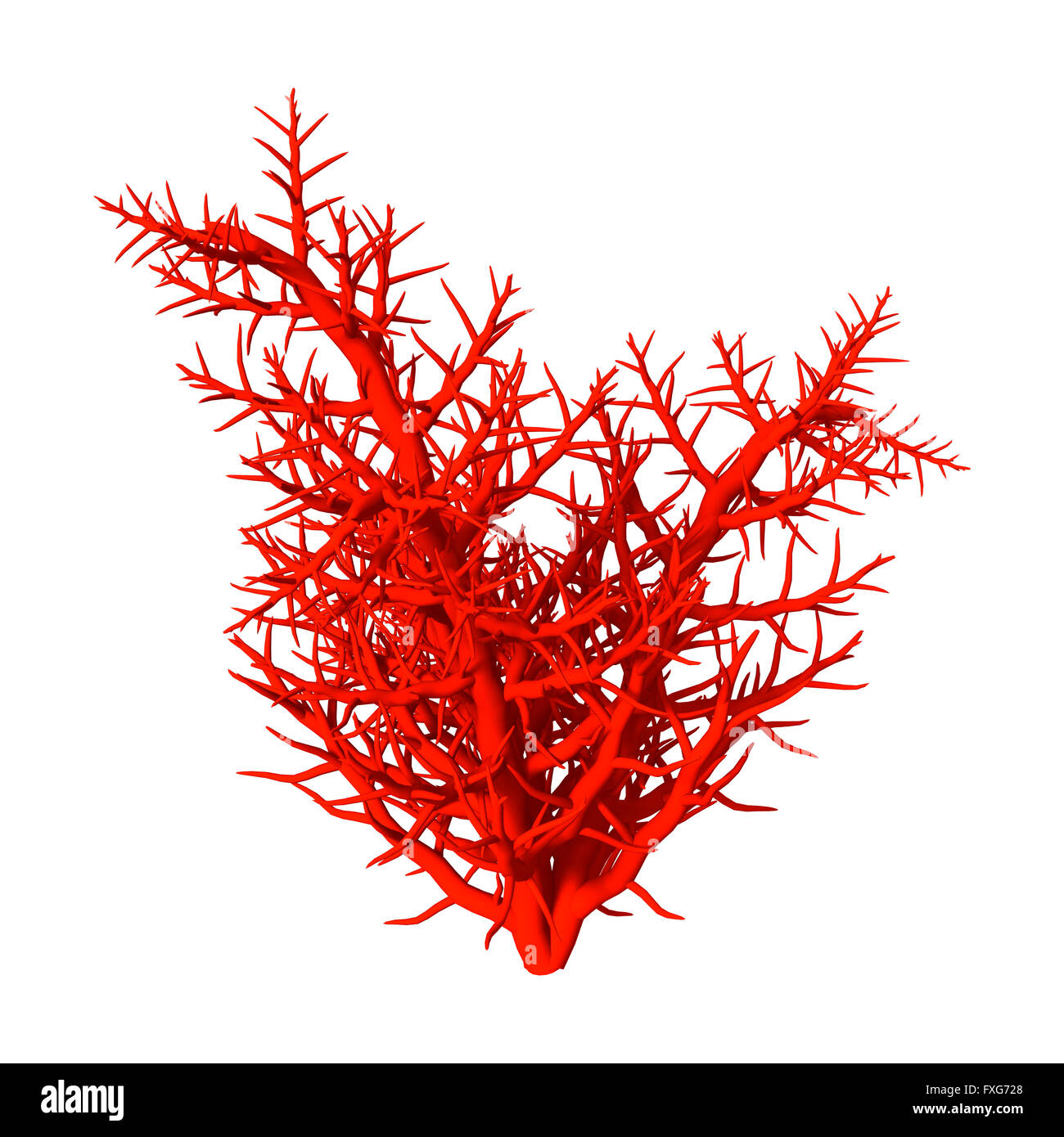 Red Coral Illustration