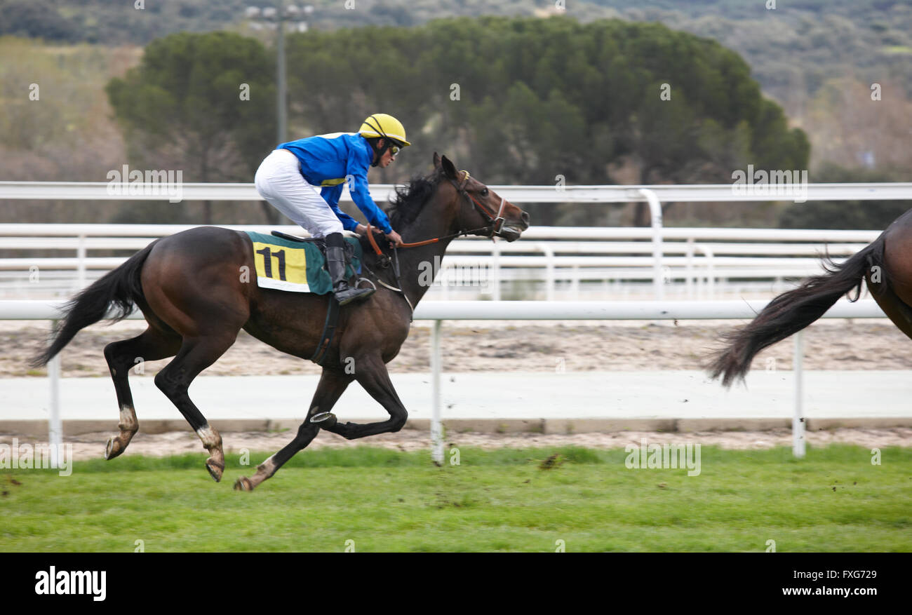 Running track animals hi-res stock photography and images - Alamy