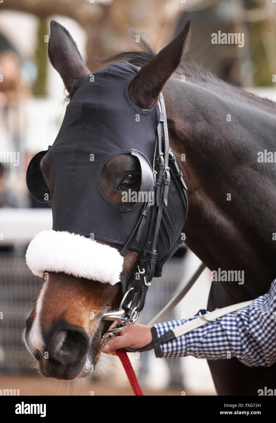 Race Horse Head