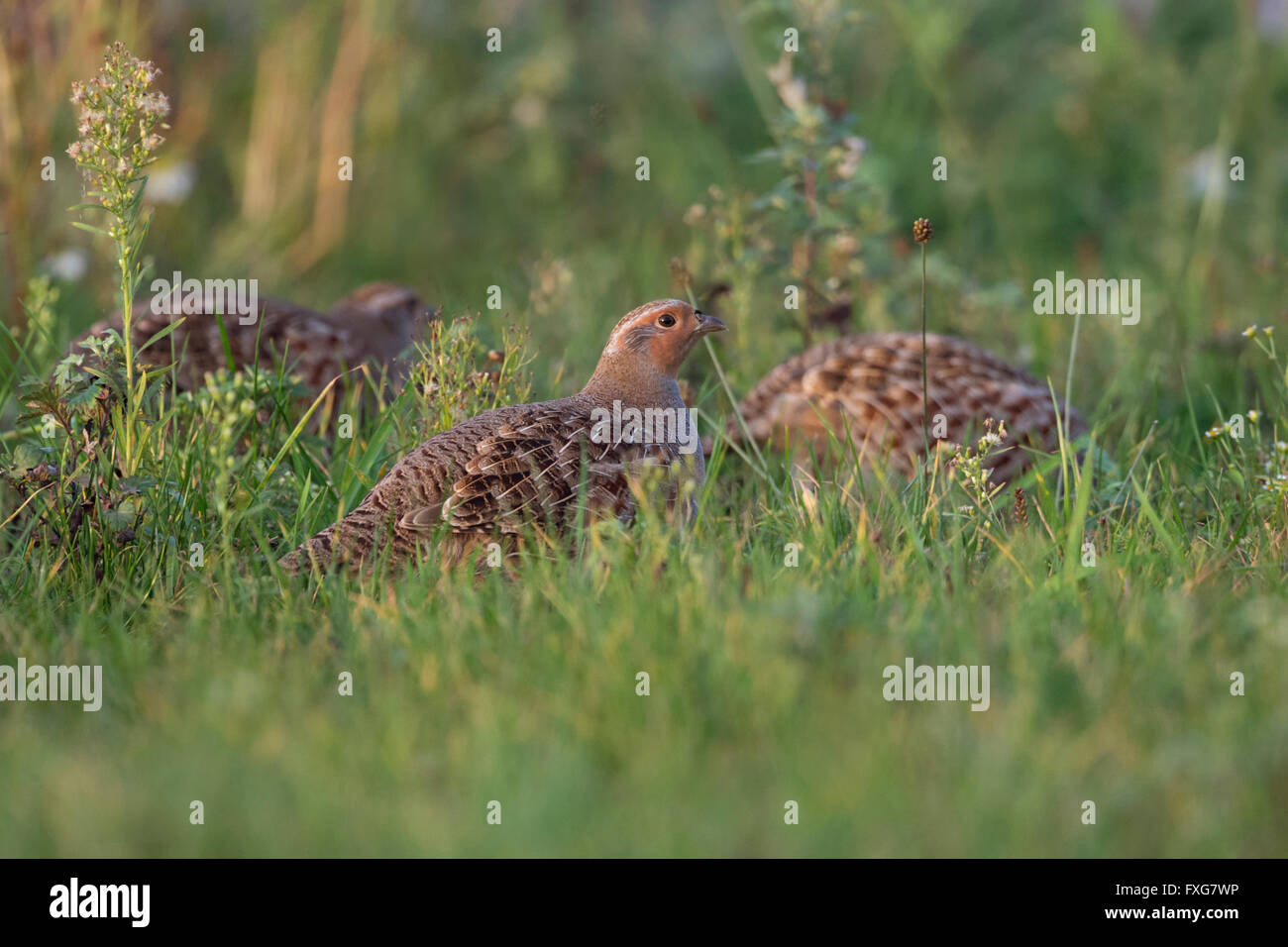 Grey partridges rebhuehner perdix perdix hi-res stock photography and ...
