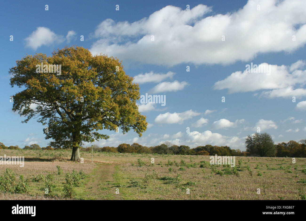 The Downs Link Stock Photo - Alamy