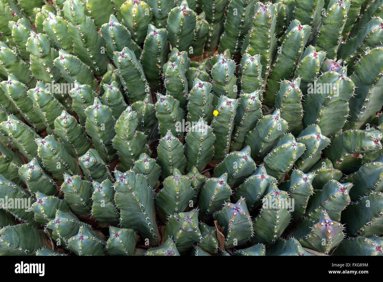 Resin spurge (Euphorbia resinifera), Fuerteventura, Canary Islands ...