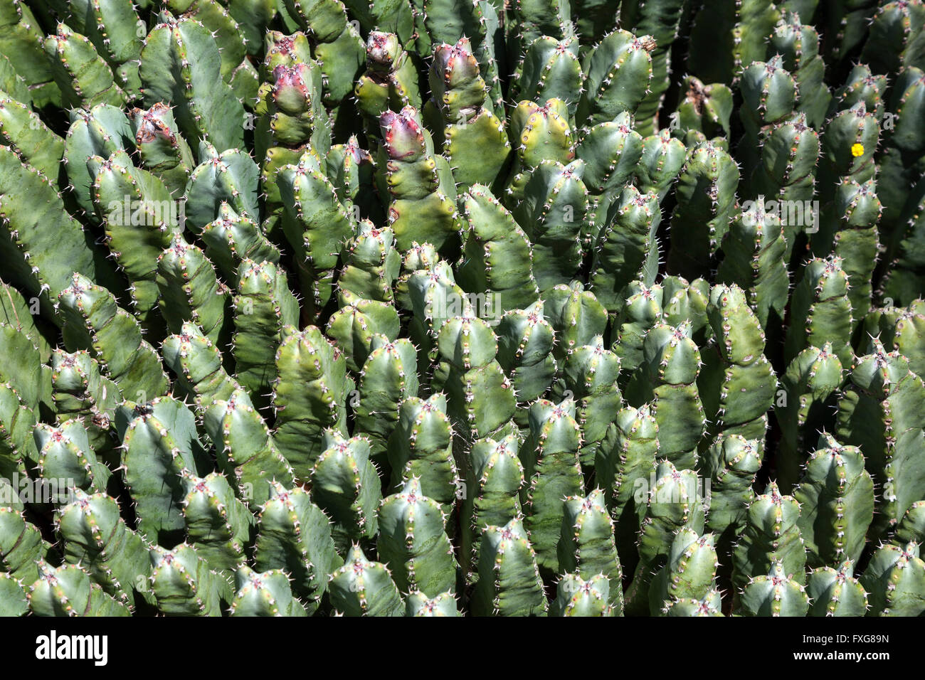 Resin spurge (Euphorbia resinifera), Fuerteventura, Canary Islands ...