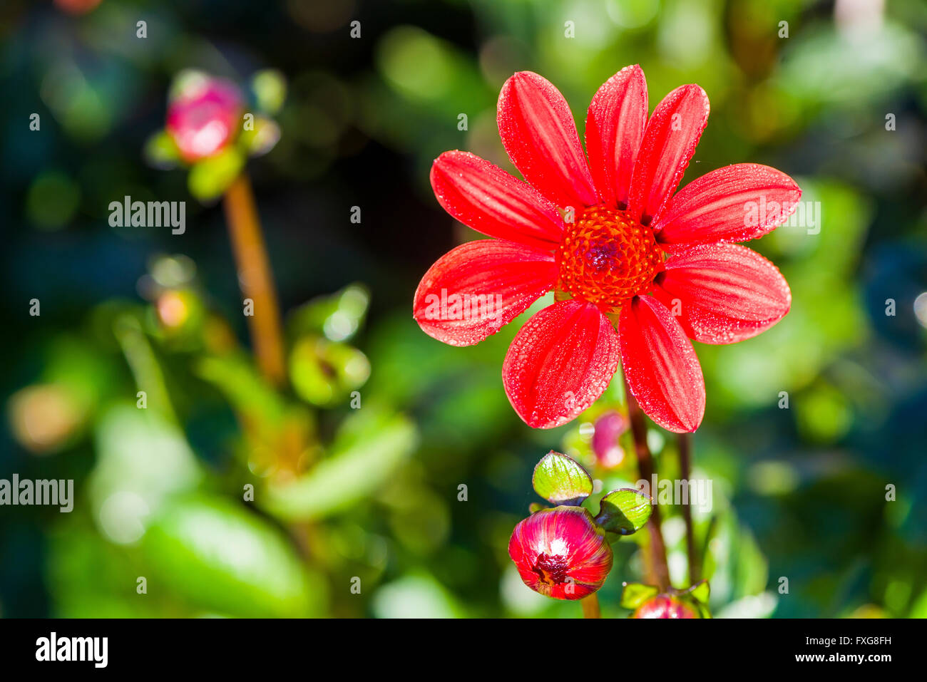 Dahlia (Dahlia sp.) flower named Bali, Heidenau, Saxony, Germany Stock ...