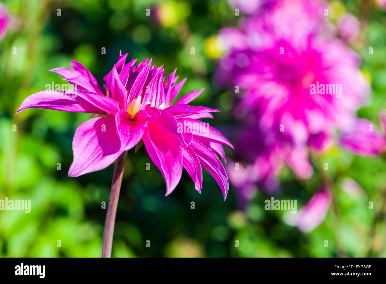 Rosa babylon hi-res stock photography and images - Alamy