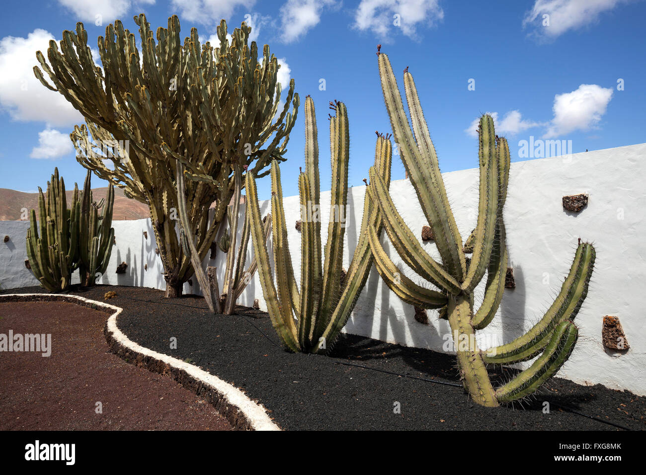 Cacti (Cactaceae) and candelabra trees (Euphorbia candelabrum), cactus ...