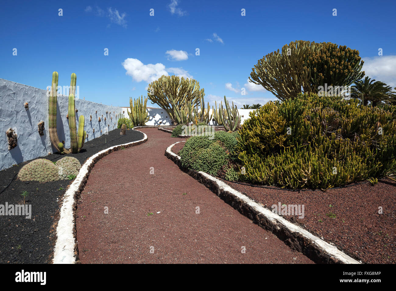 Cacti (Cactaceae) and candelabra trees (Euphorbia candelabrum), cactus ...