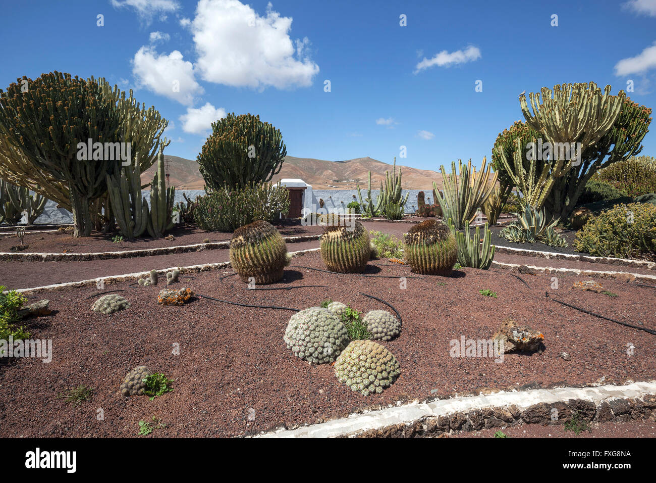Cacti (Cactaceae) and candelabra trees (Euphorbia candelabrum), cactus ...