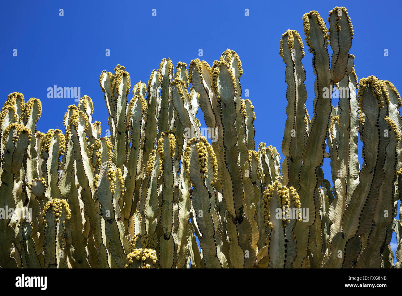 Candelabrum cactus hi-res stock photography and images - Alamy