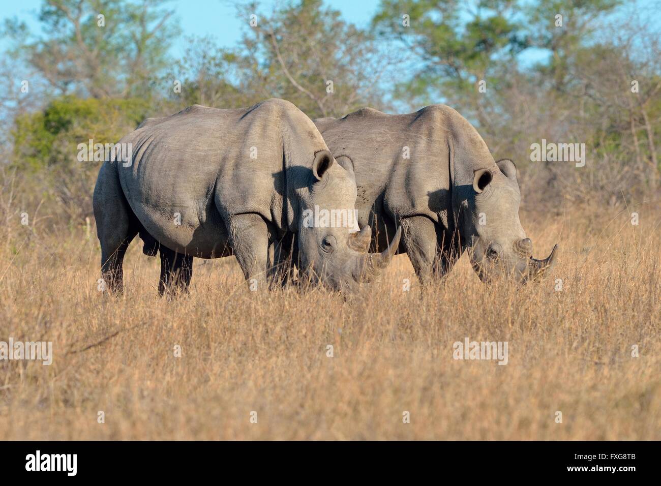 Two white rhinoceroses grazing hi-res stock photography and images - Alamy