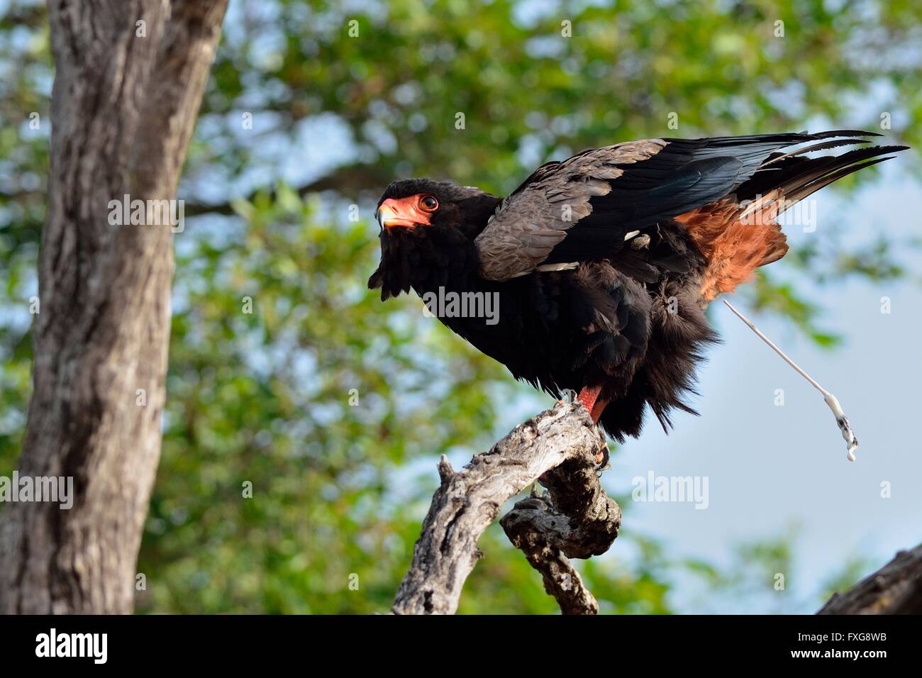 Defecating bird hi-res stock photography and images - Alamy