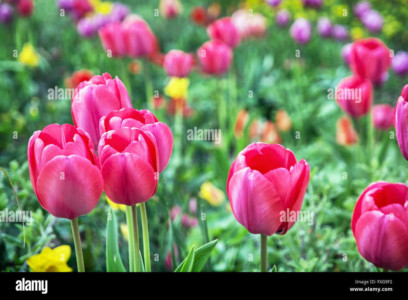 Big colorful tulip garden hi-res stock photography and images - Alamy
