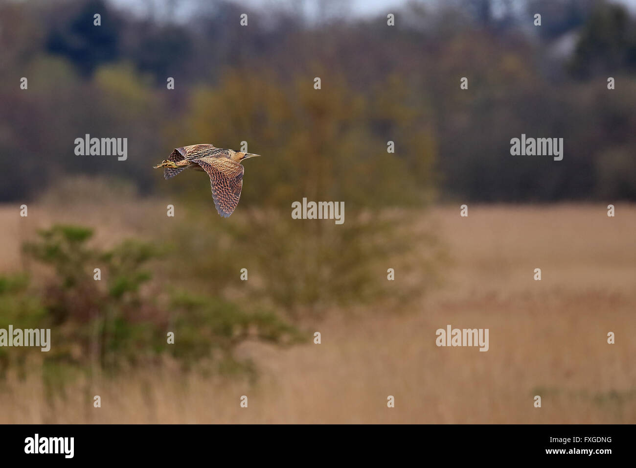 Flying Bittern Uk High Resolution Stock Photography and Images - Alamy