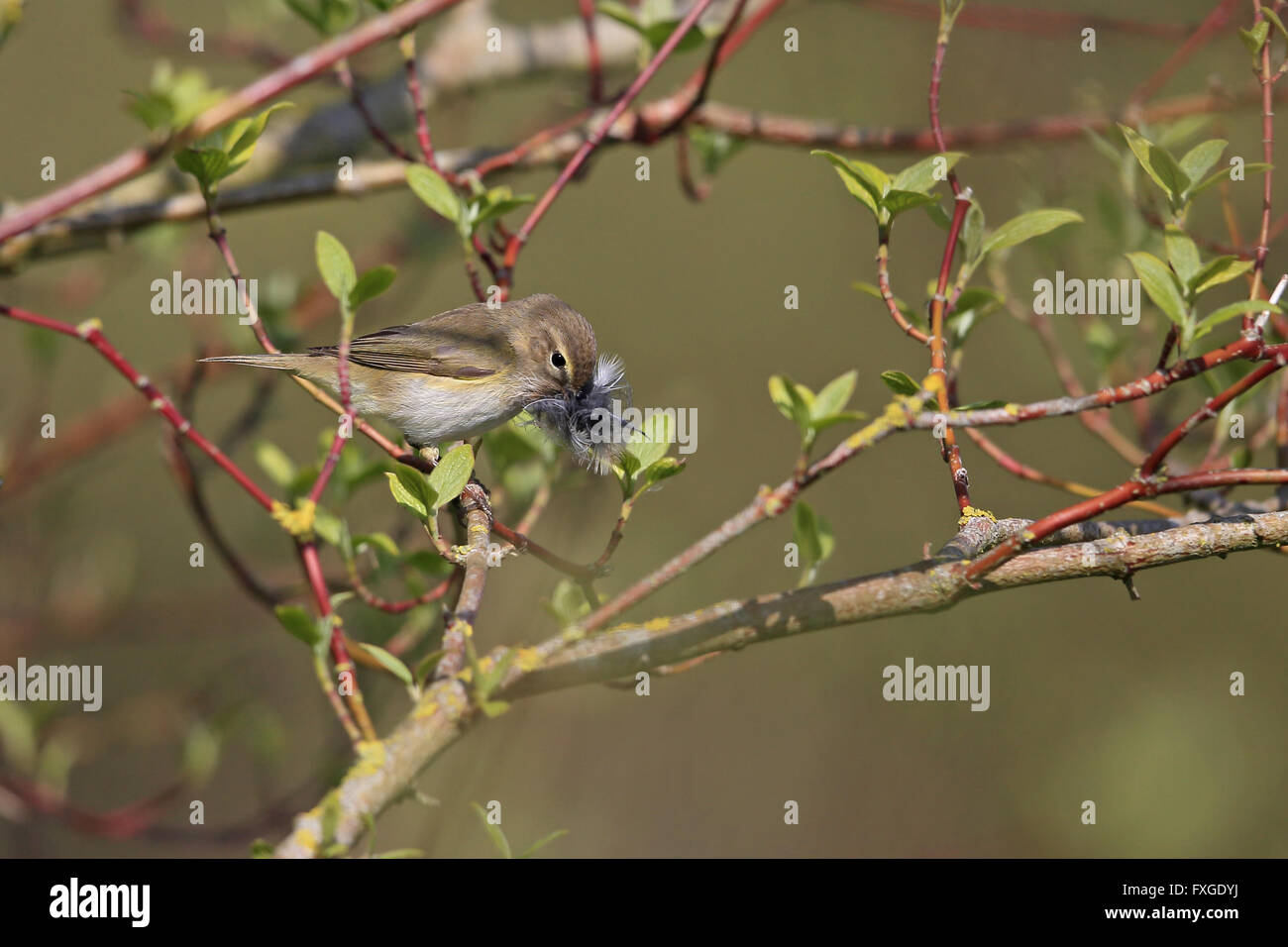 Phylloscopus collybita nest material hi-res stock photography and ...