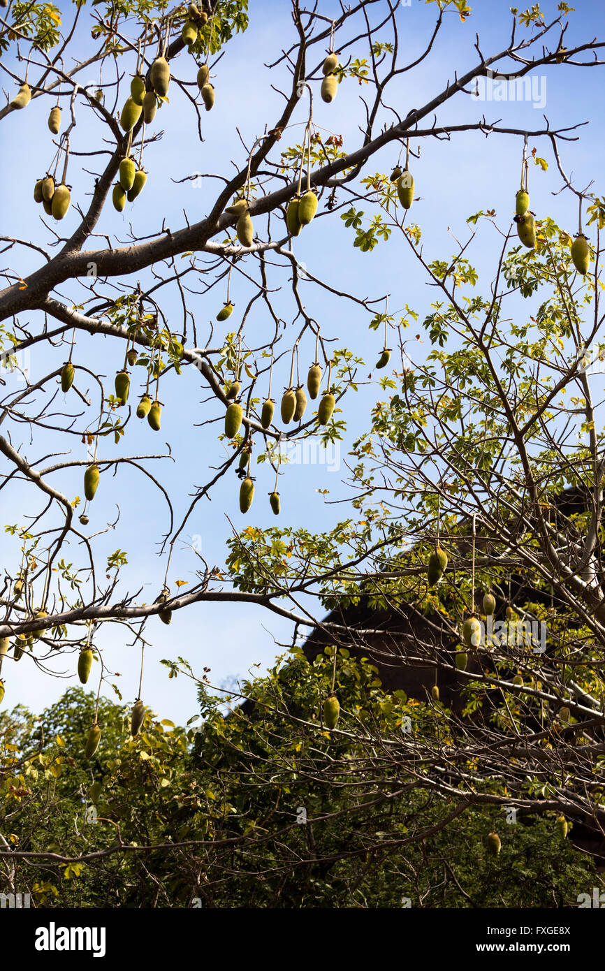 Bread tree, Artocarpus altilis, Burkina faso. Africa Stock Photo - Alamy