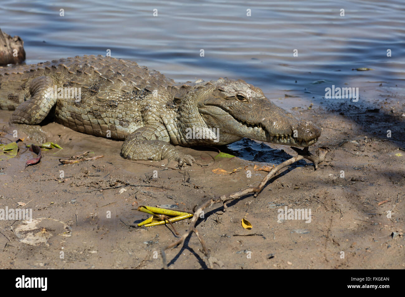 Sabou hi-res stock photography and images - Alamy