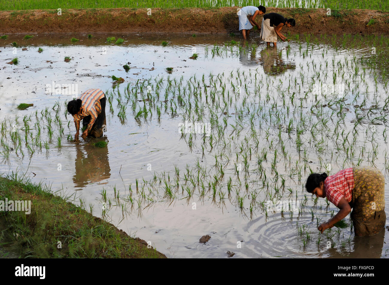 SRI LANKA, Trincomalee, women replant rice in paddy field / Frauen ...