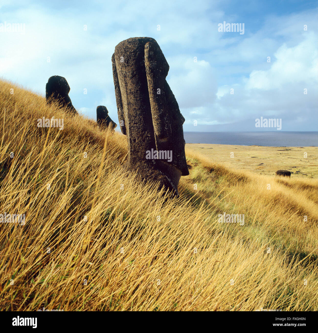 Famous Easter Island statues Stock Photo - Alamy