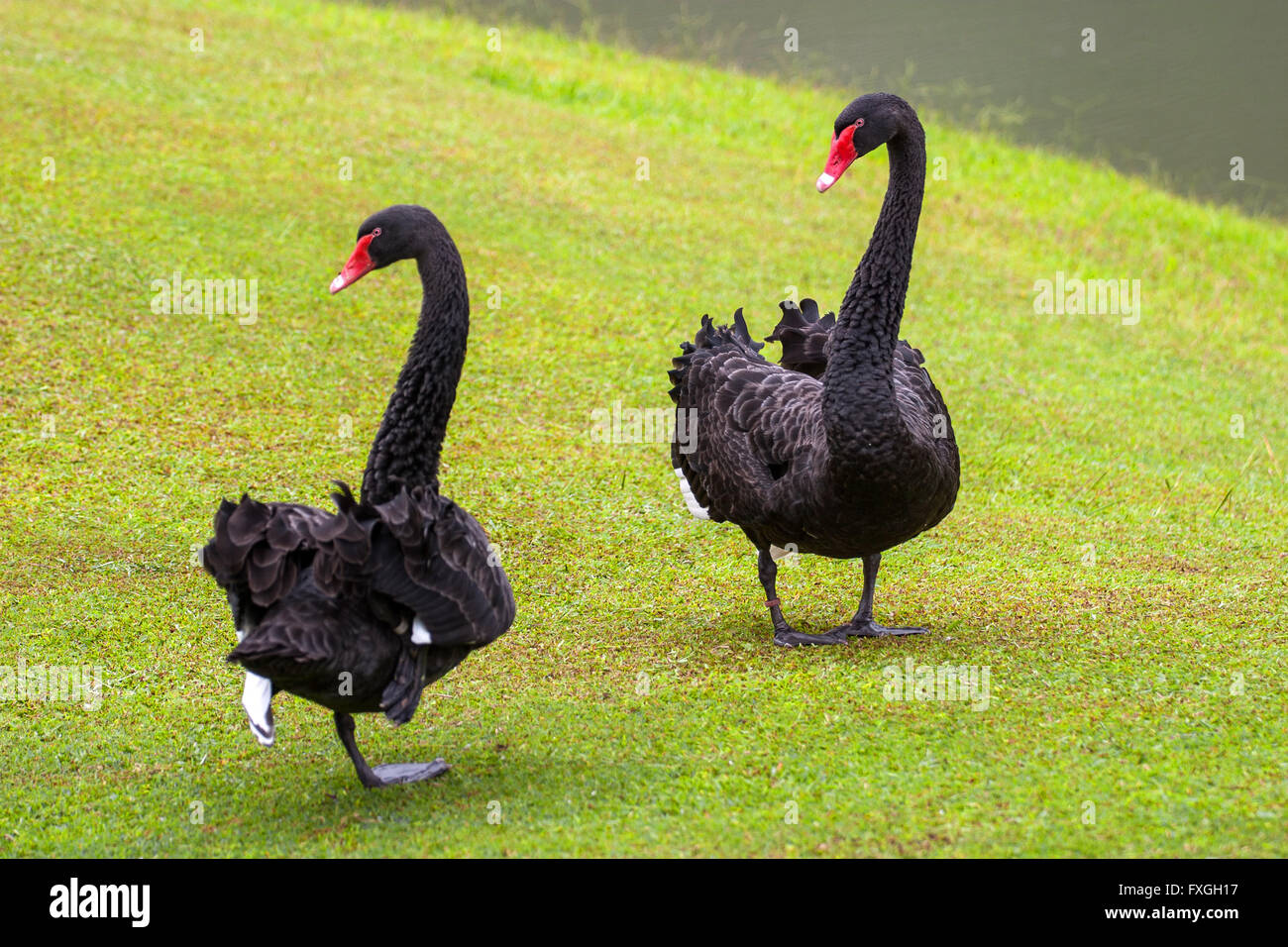 Black Swans (Cygnus atratus Stock Photo - Alamy Black Swans (Cygnus atratus Stock Photo - Alamy