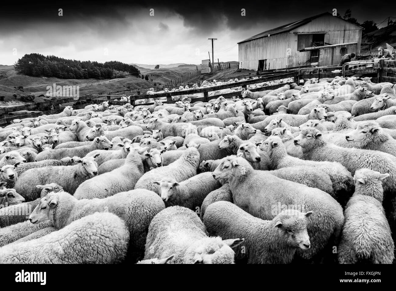 Social sheep Black and White Stock Photos & Images - Alamy