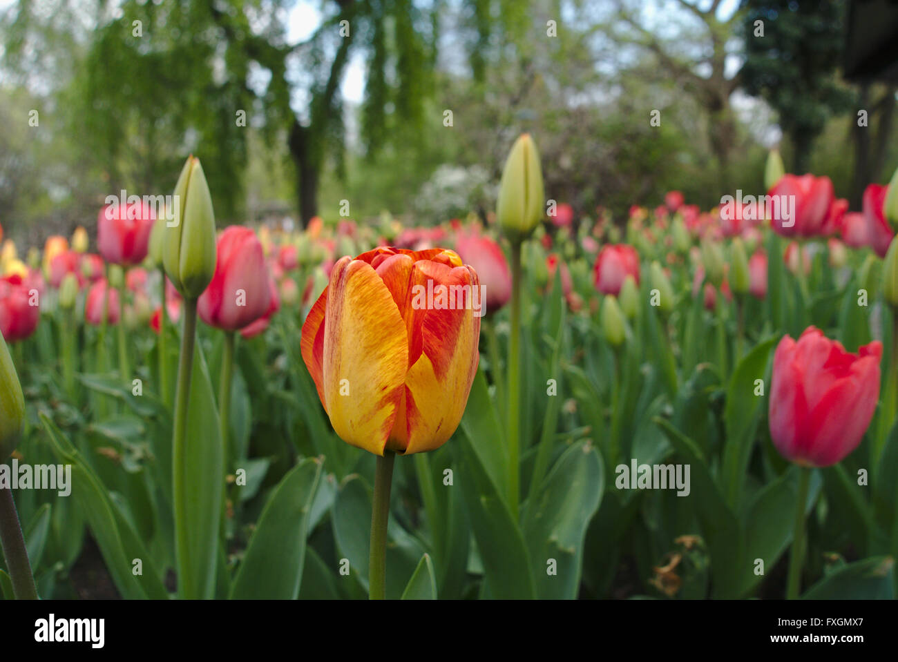 Beautiful field garden hi-res stock photography and images - Alamy