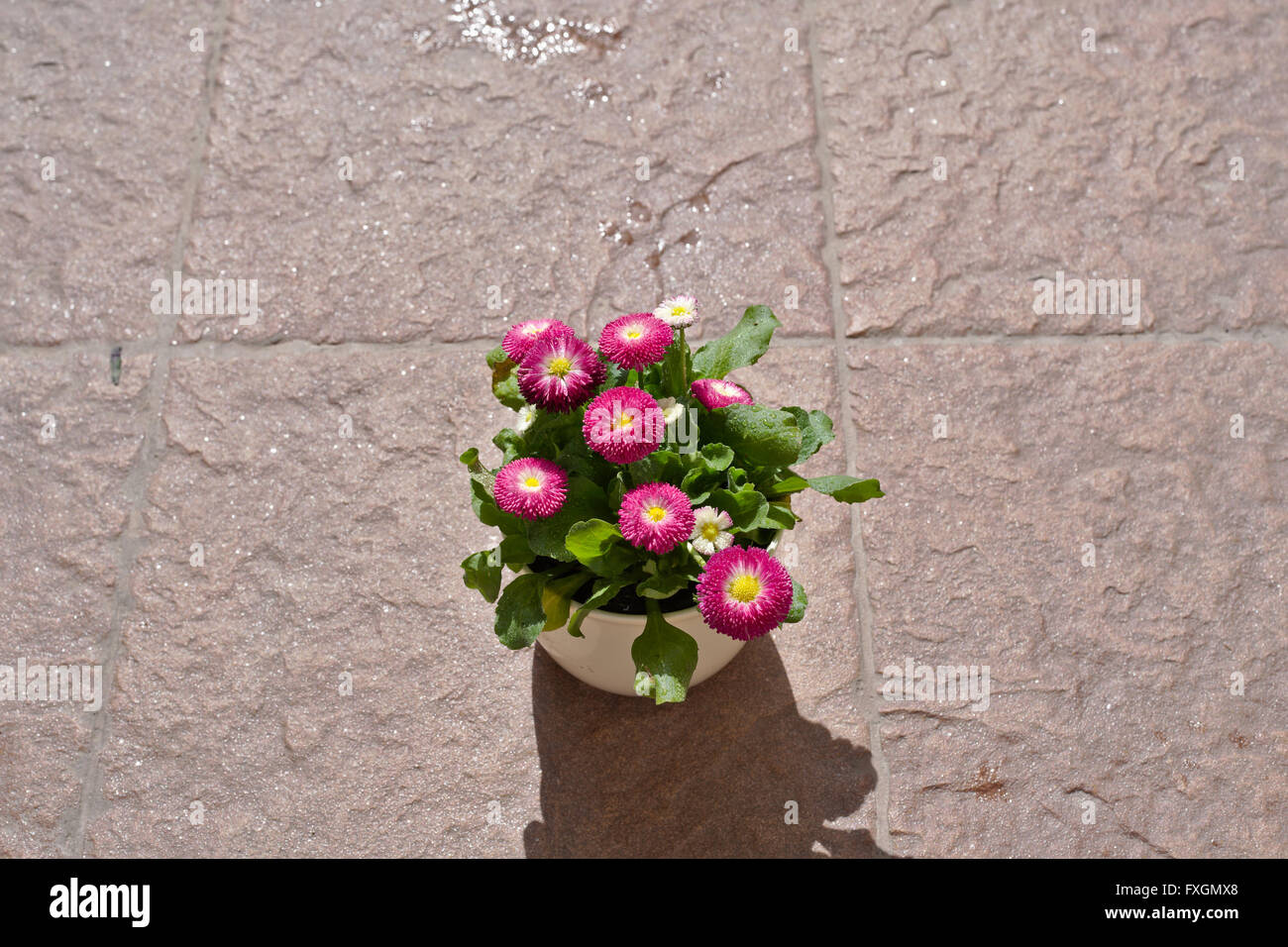 English daisy hi-res stock photography and images - Alamy