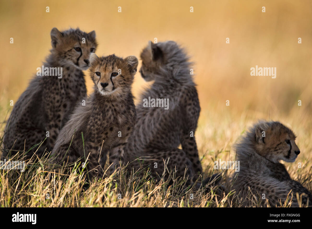 Cute cheetah cubs hi-res stock photography and images - Alamy