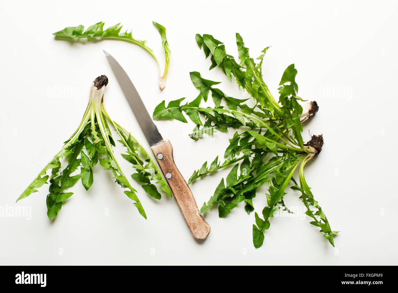 Fresh dandelion on white background overhead shoot Stock Photo - Alamy