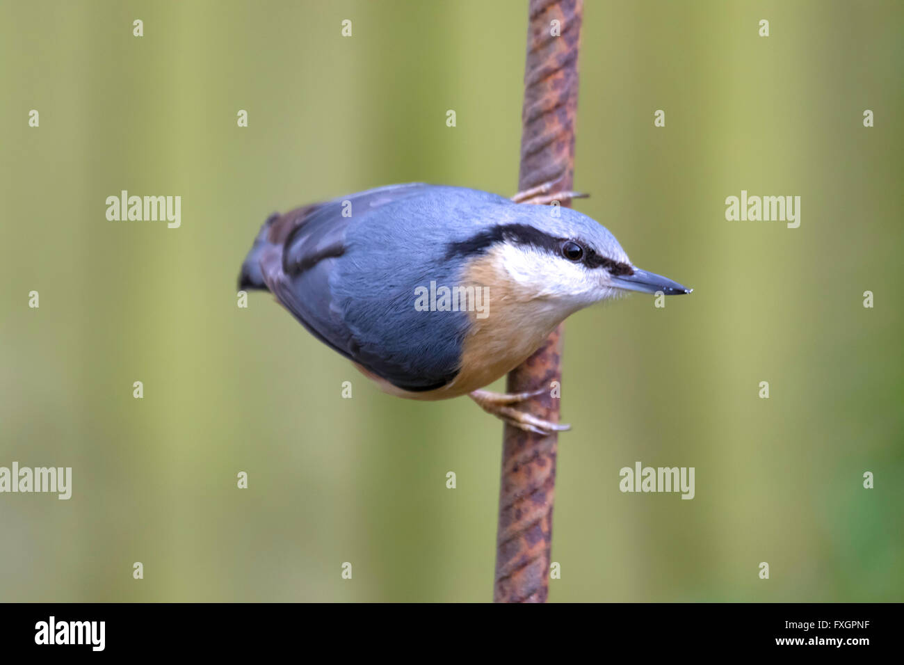 Britain nuthatch hi-res stock photography and images - Alamy