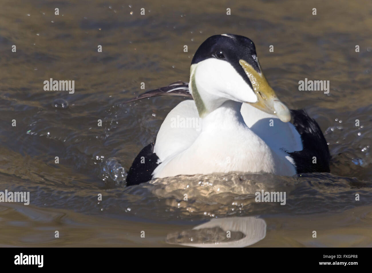 Eider ducks britain hi-res stock photography and images - Alamy