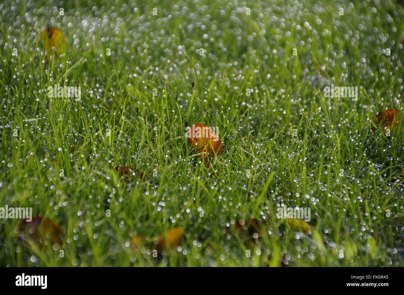 Dewy leaf hi-res stock photography and images - Alamy