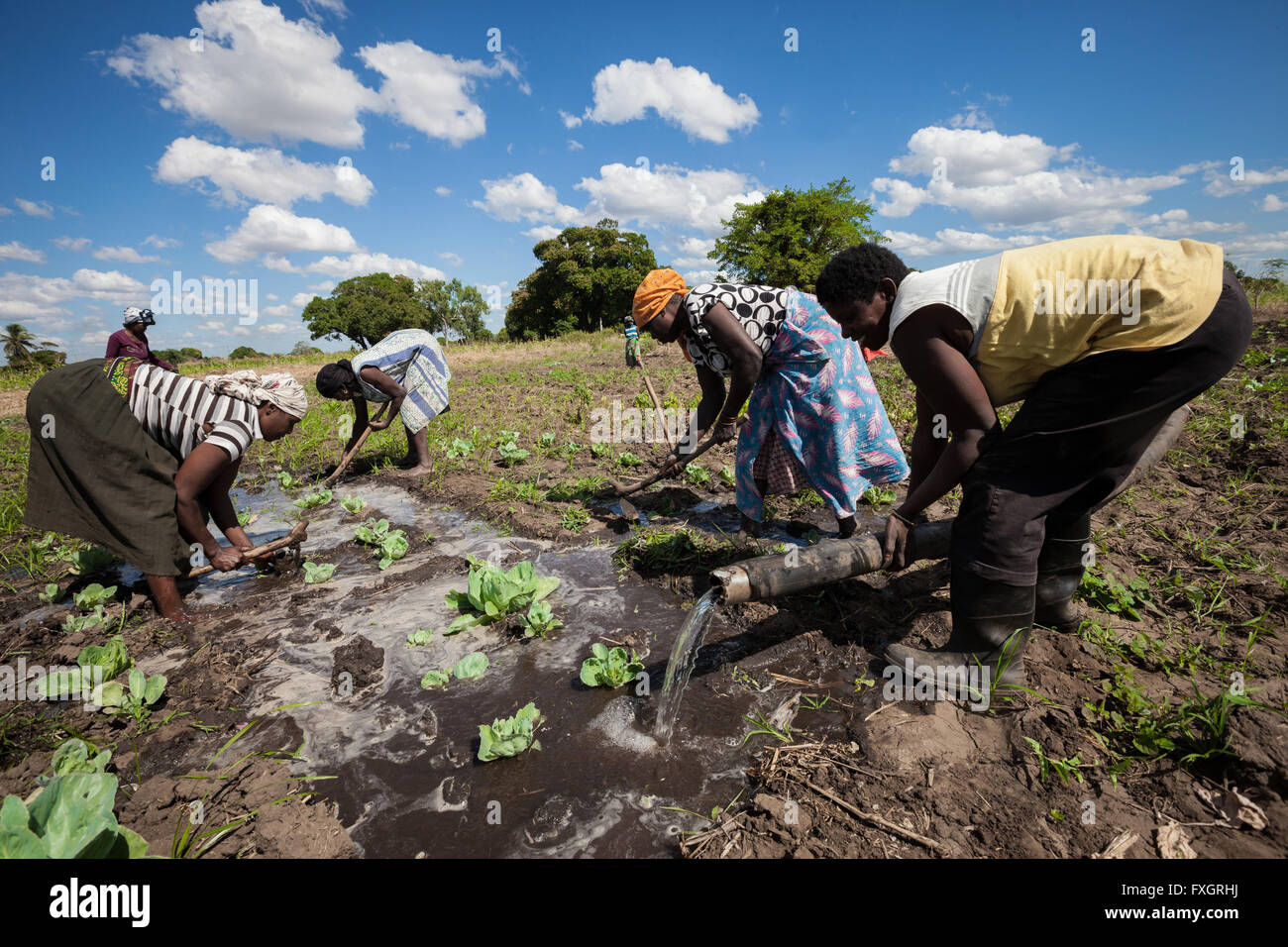 Women planting trees hi-res stock photography and images - Alamy