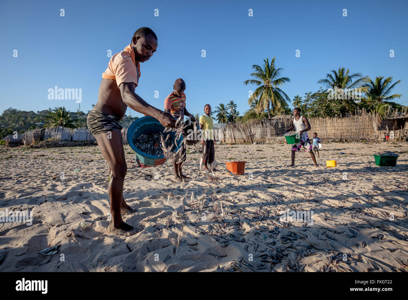 Mozambique, men on the beach are throwing fish on the sand to dry it ...