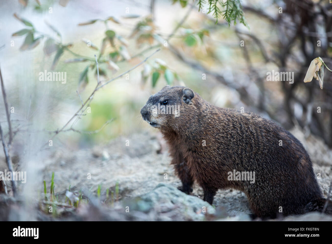 Wild groundhog hi-res stock photography and images - Alamy
