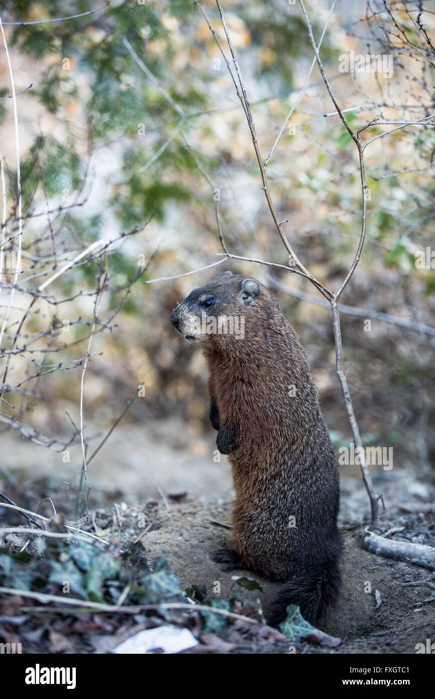 Wild groundhog hi-res stock photography and images - Alamy