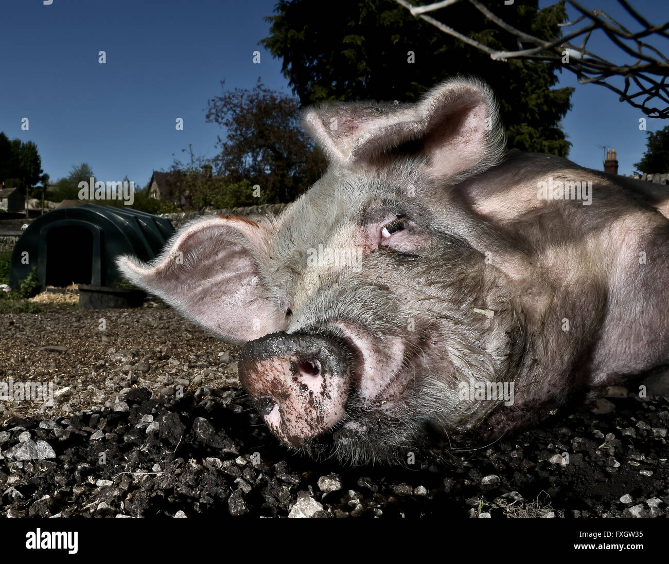 Smiling pig wallowing in the sun Stock Photo - Alamy