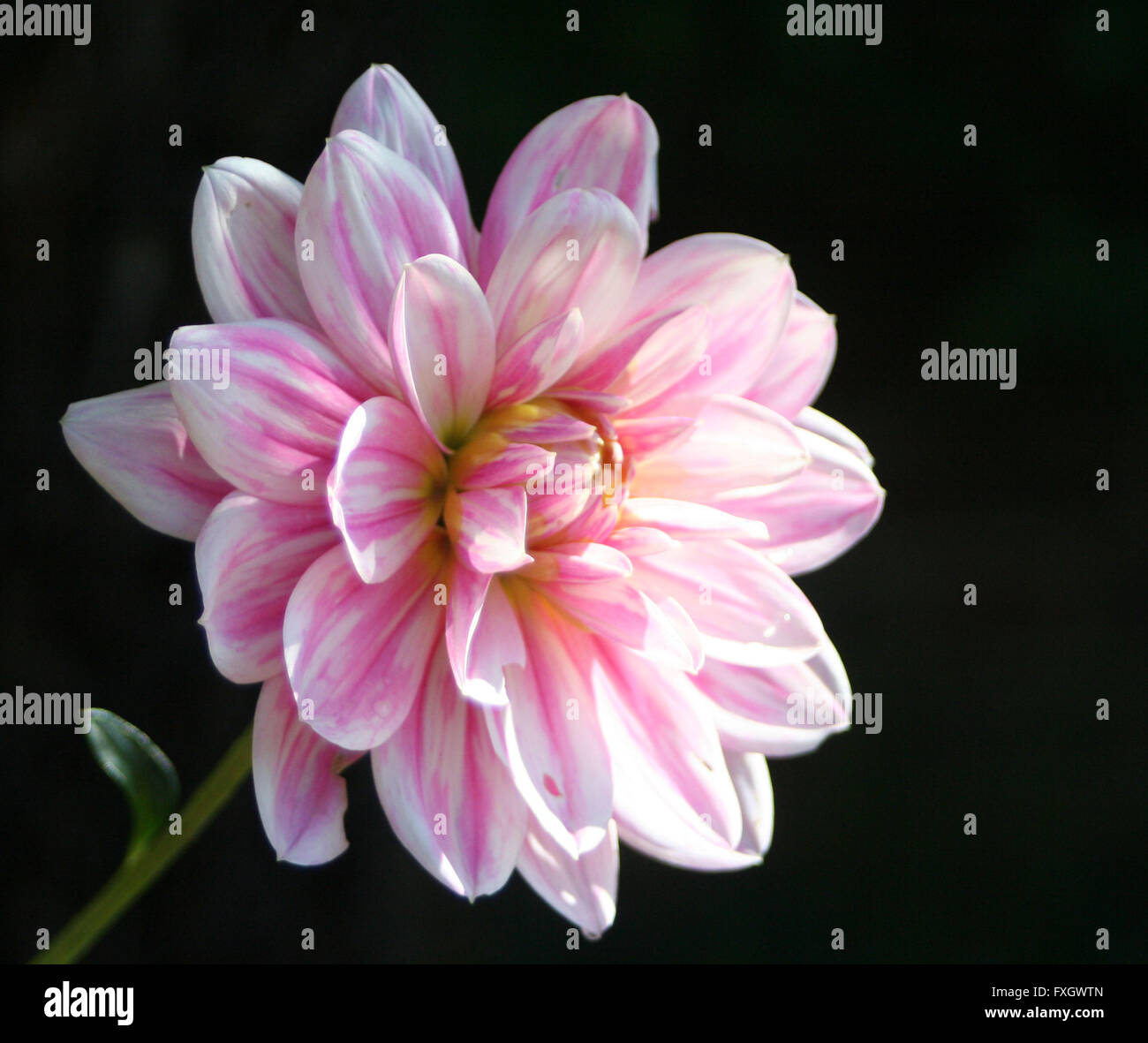 Highdown flower hi-res stock photography and images - Alamy